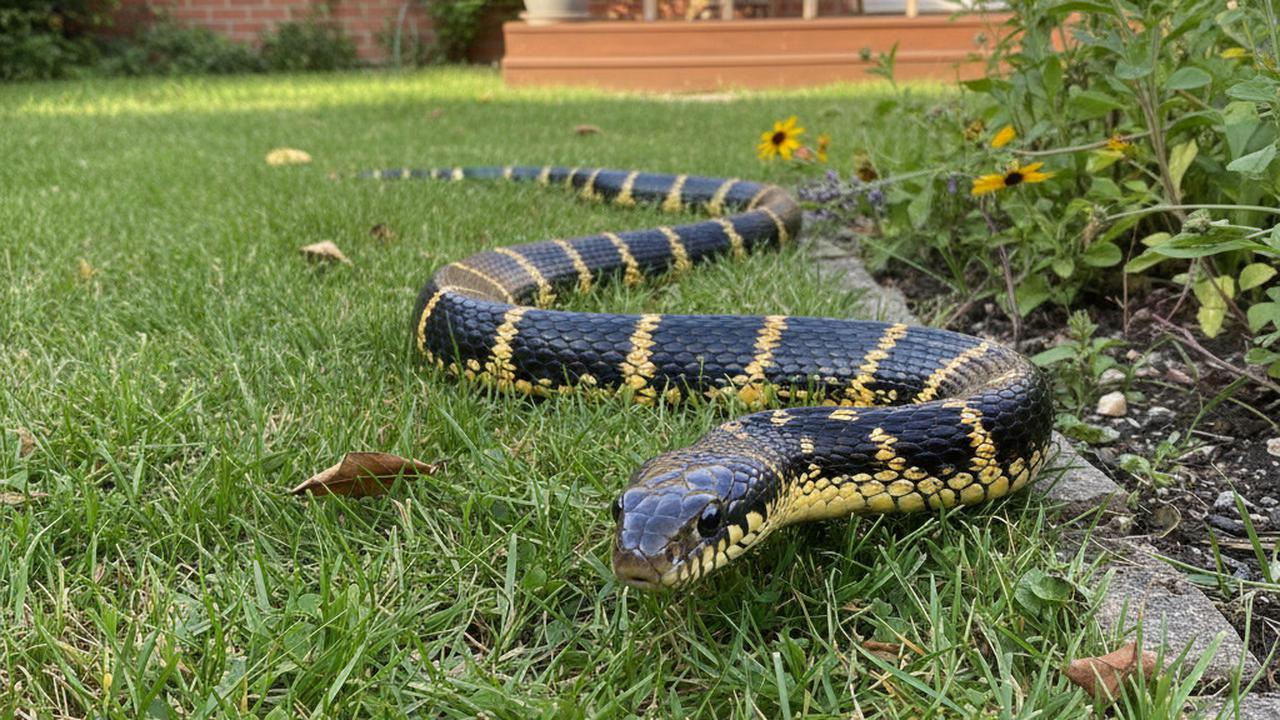 Ular Kuning Hitam Jenis Apa? Mengenal Ular Cincin Emas Si Cantik Berbisa