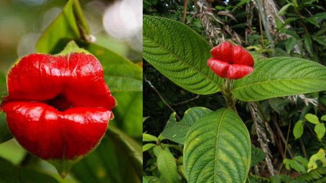 10 Bunga Cantik Berbentuk Unik dan Aneh - Lifestyle Fimela.com