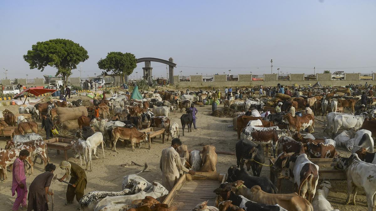 Suasana Pasar Ternak di Pakistan Jelang Idul Adha
