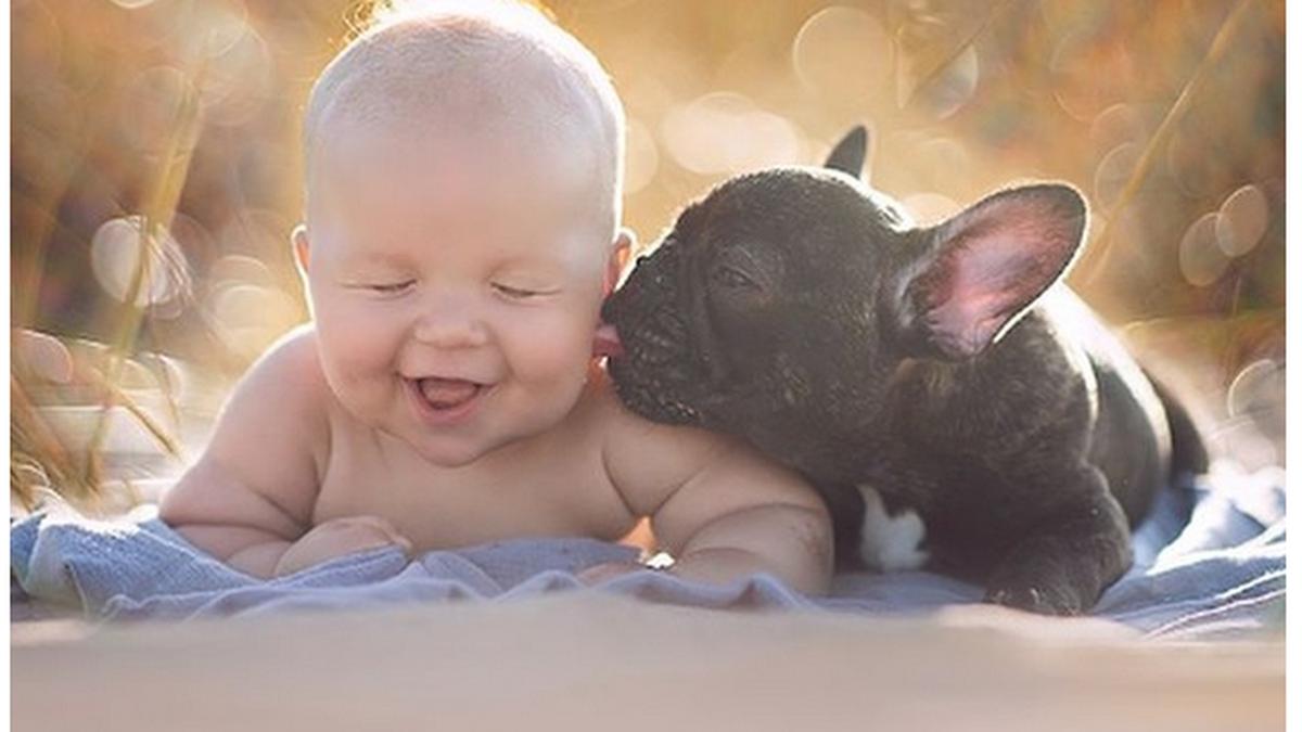 Bayi dan Bulldog Ini Rayakan Hari Lahir Bersama - Health Liputan6.com