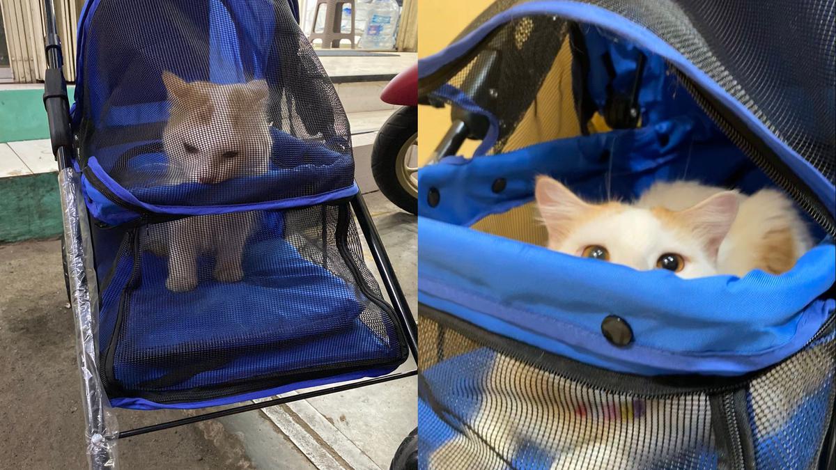 Gemas Banget, Kucing Ini Maunya Diajak Jalan Pakai Kereta Dorong
