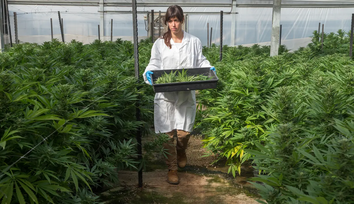 Begini Proses Pembuatan Rokok Ganja di Israel - Foto Liputan6.com