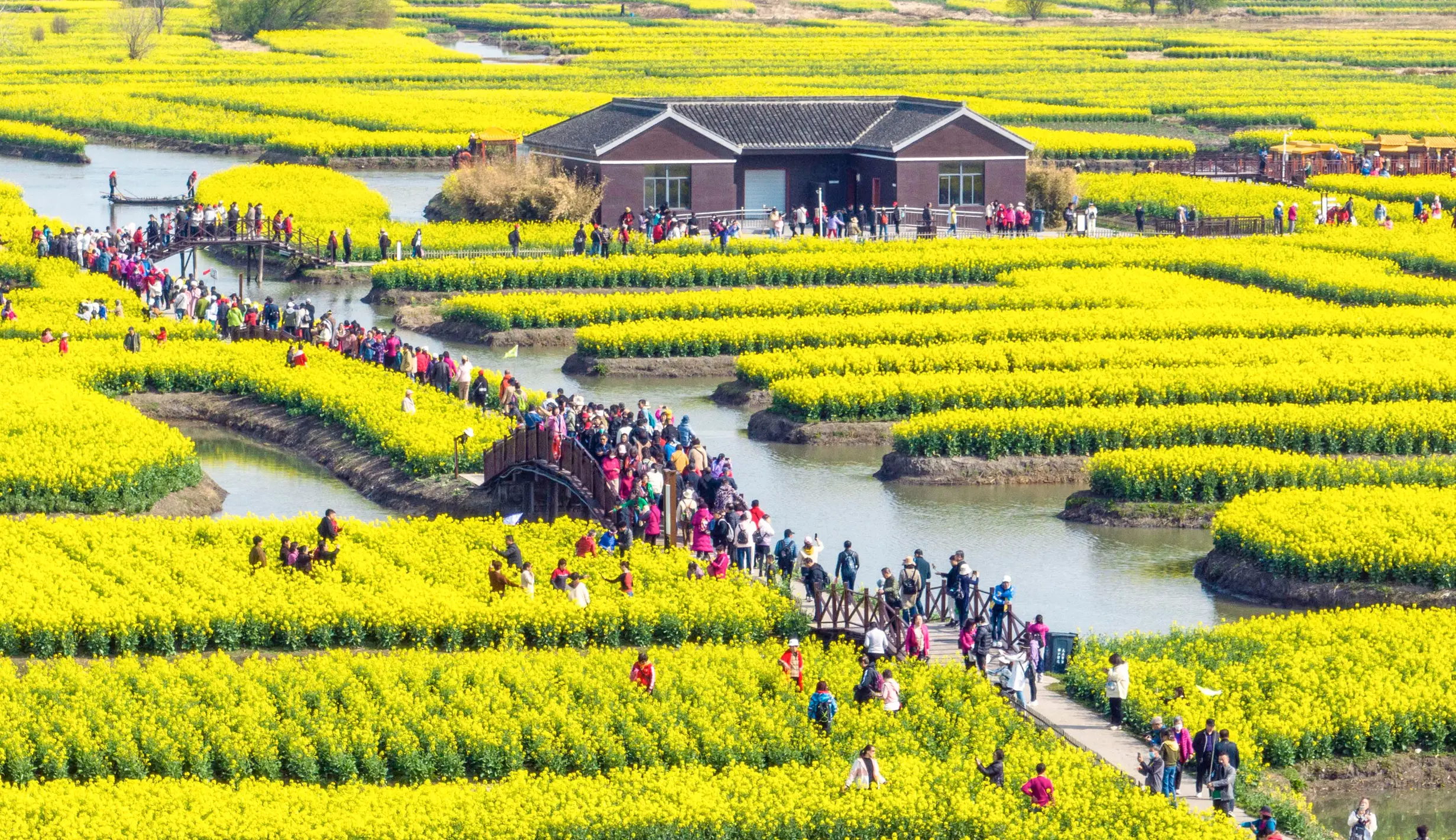 Menikmati Keindahan Warna-warni Bunga Sakura Bermekaran di China - Foto ...