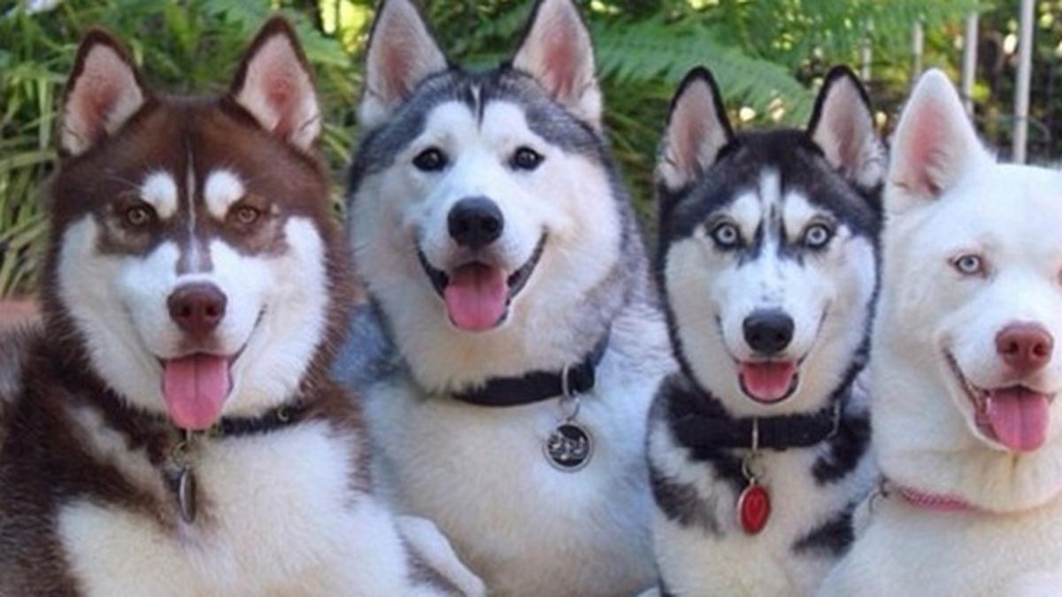 Lovely Dan Keren, Kuartet Siberian Husky Ini Jadi Idola di Instagram
