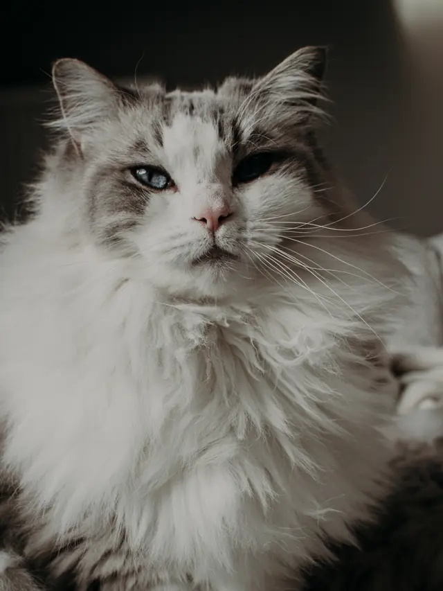 12 Jenis Kucing Besar yang Bisa Dipelihara dan Harganya - Hot Liputan6.com