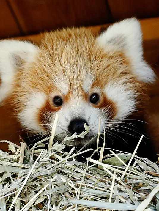 FOTO: Lucunya Bayi Panda Merah yang Lahir di Prancis - Foto Liputan6.com