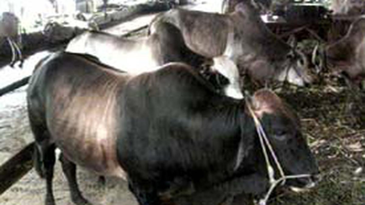 DPR Mendesak Pencabutan PPN Sapi Impor - News Liputan6.com