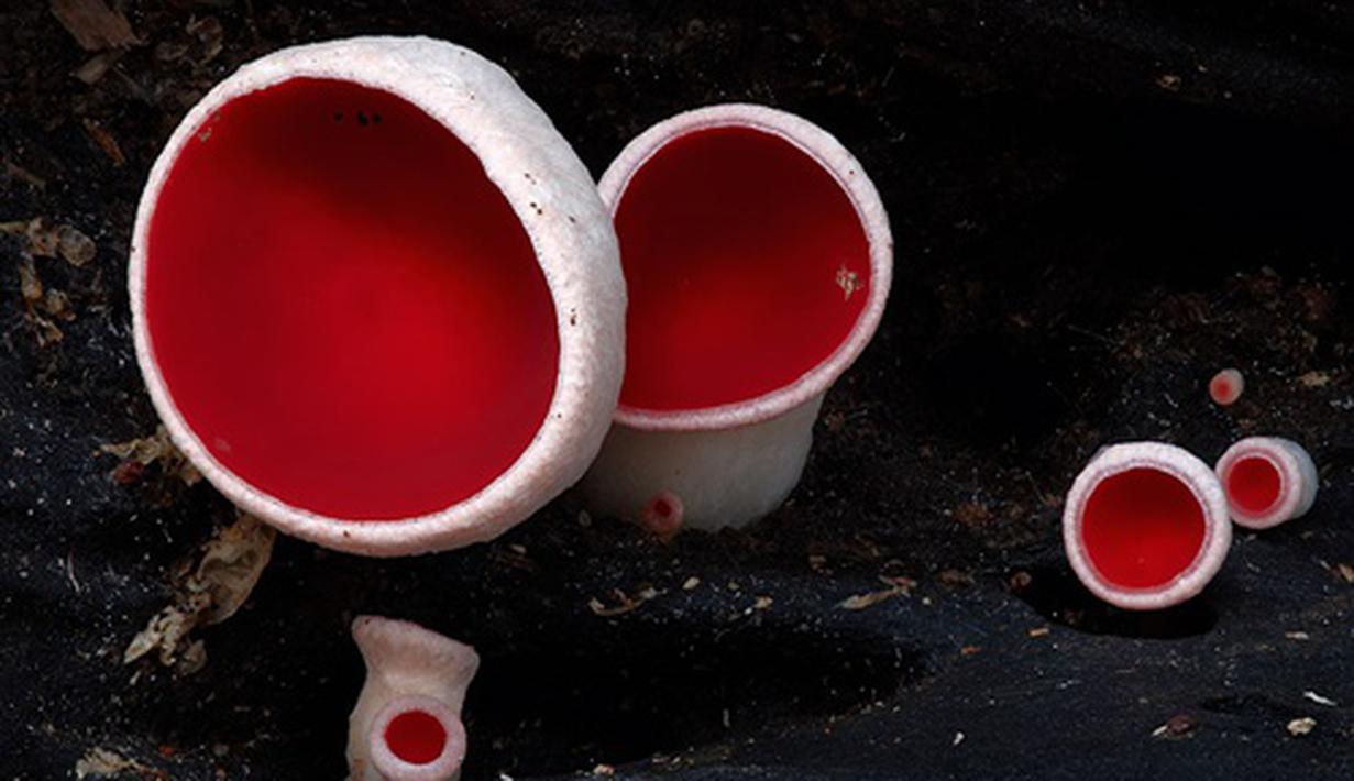 Warna-Warni Jamur Menakjubkan dan Indah Seperti di Negeri Dongeng ...