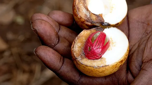 11 Cara Budidaya Buah Pala, Pahami Tiap Langkahnya - Hot Liputan6.com