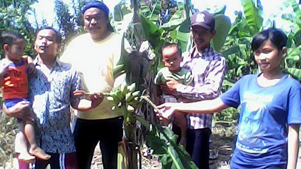 Pohon Pisang Bertandan 3 Hebohkan Warga Bogor - News Liputan6.com