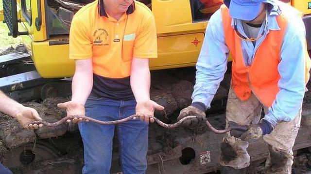 Dikira Kabel, Pria Ini Temukan Cacing Tanah Terbesar di Dunia