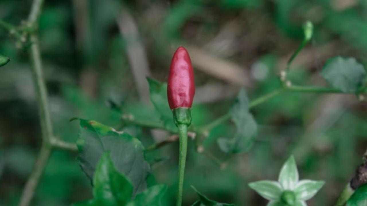Beda Bibit Cabe Rawit dan Cabe Keriting, Panduan Lengkap Identifikasi ...