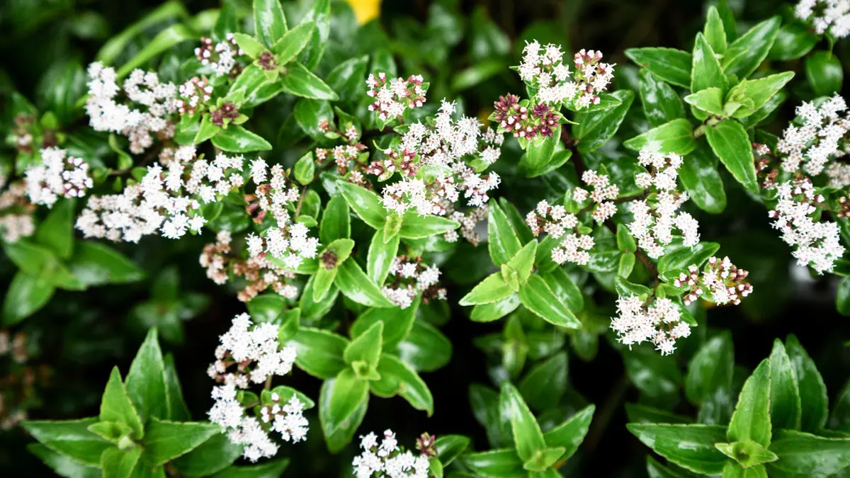 Berita bunga kemuning Terbaru - Kabar Terbaru Hari Ini | Bola.com