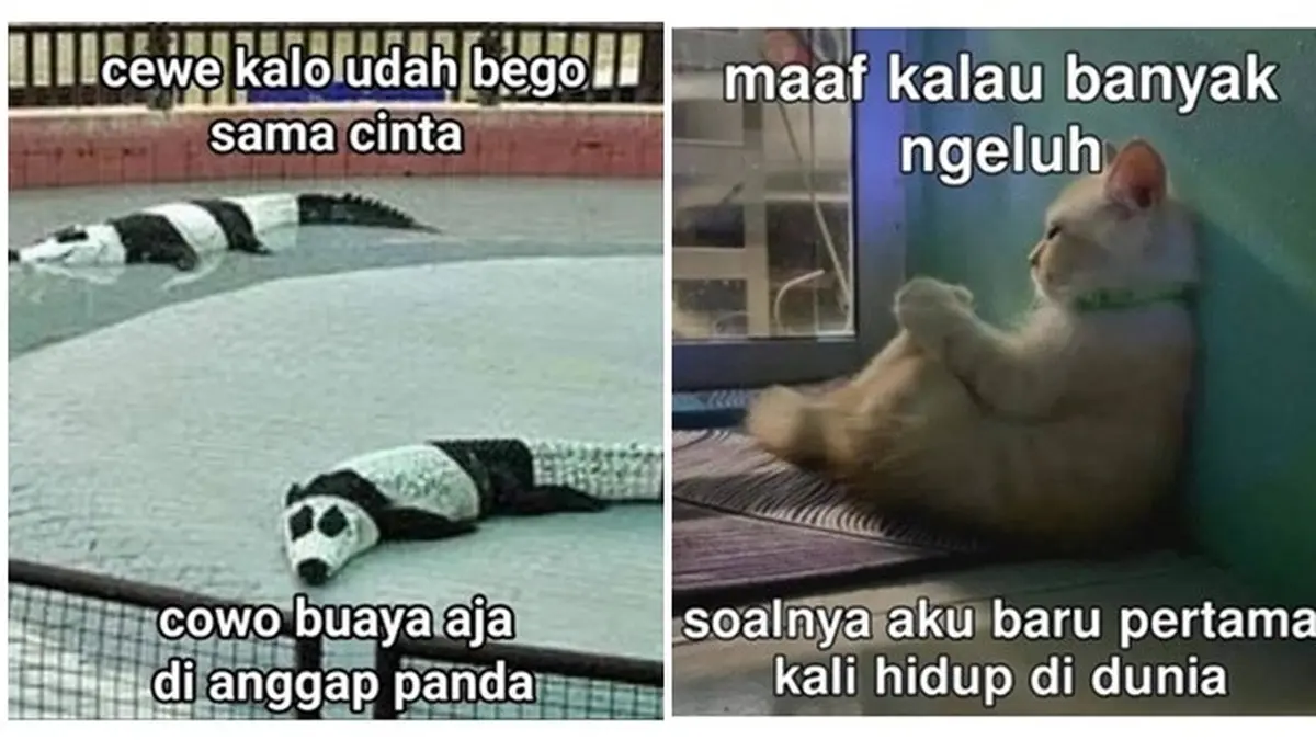 Berita Meme Gambar Hewan Hari Ini - Kabar Terbaru Terkini | Liputan6.com