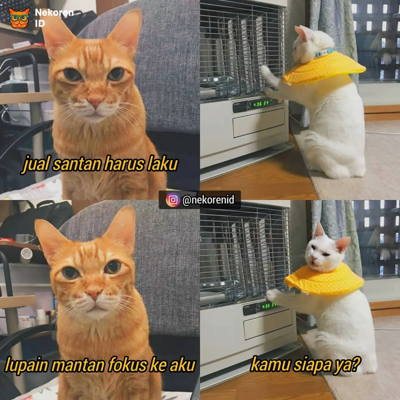 7 Meme Kucing Saat PDKT Ini Kocak Bikin Ngakak - Hot Liputan6.com