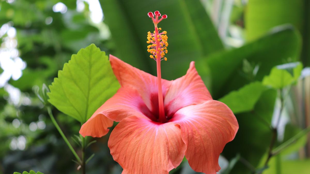 9 Manfaat Bunga Sepatu bagi Kesehatan, Waspadai Risiko Efek Sampingnya ...