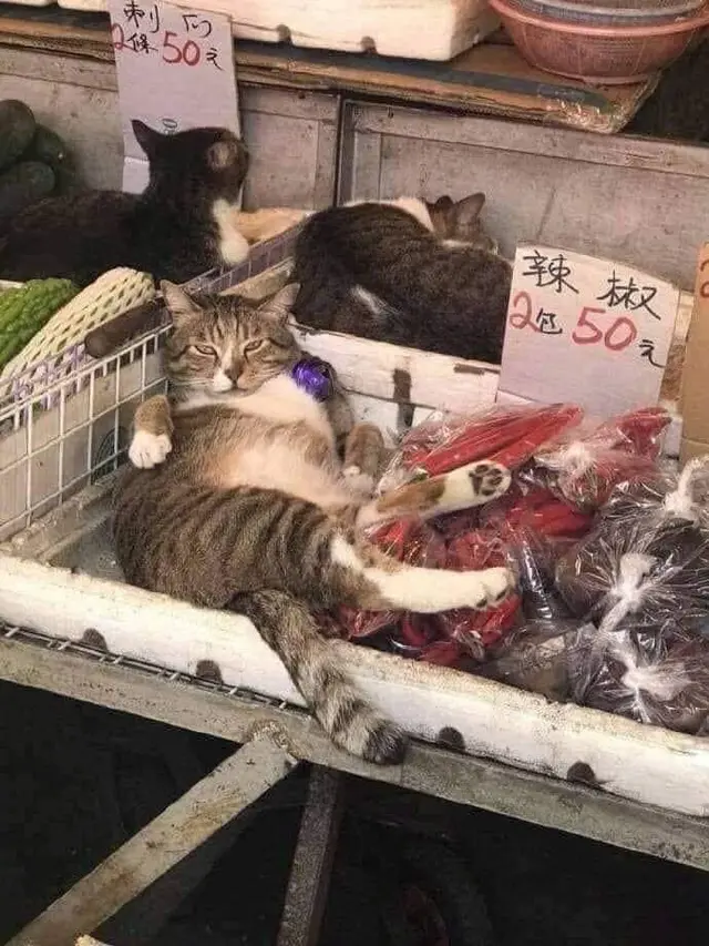 6 Tingkah Kucing di Pasar Ini Nyeleneh Banget, Bikin Penjual dan ...