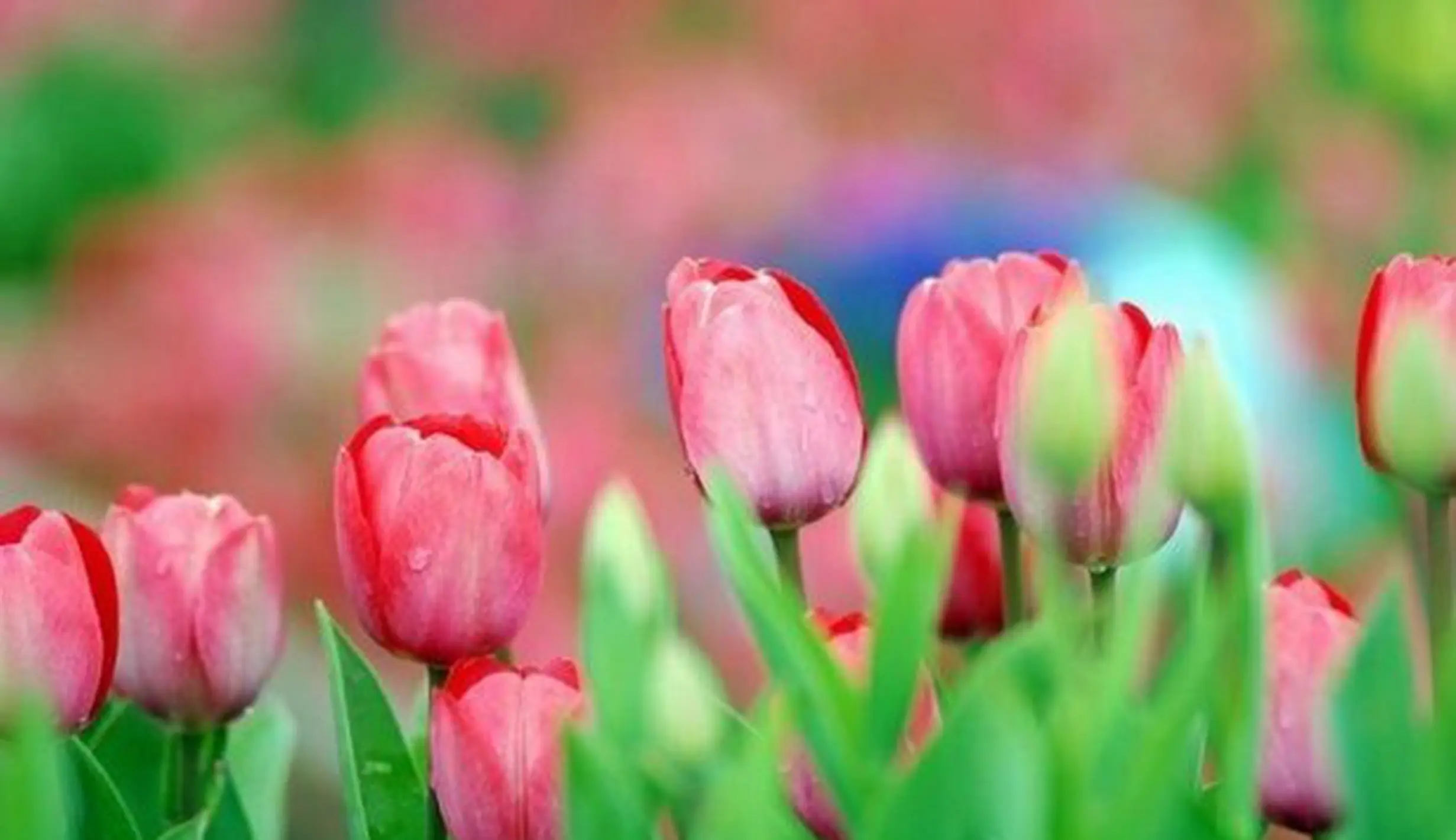 Ini Dia Bunga-Bunga Tercantik Di Dunia - Photo Fimela.com