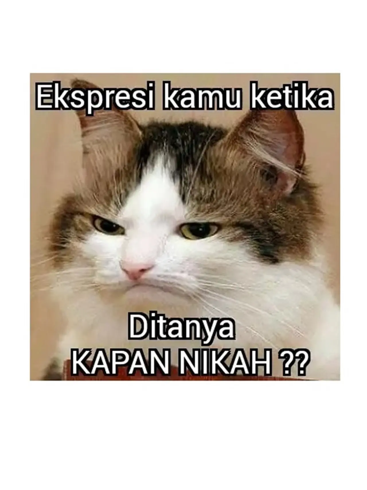 6 Meme Gambar Kucing Ini Bikin Ketawa Lepas, Ubah Sedih Jadi Senyum ...