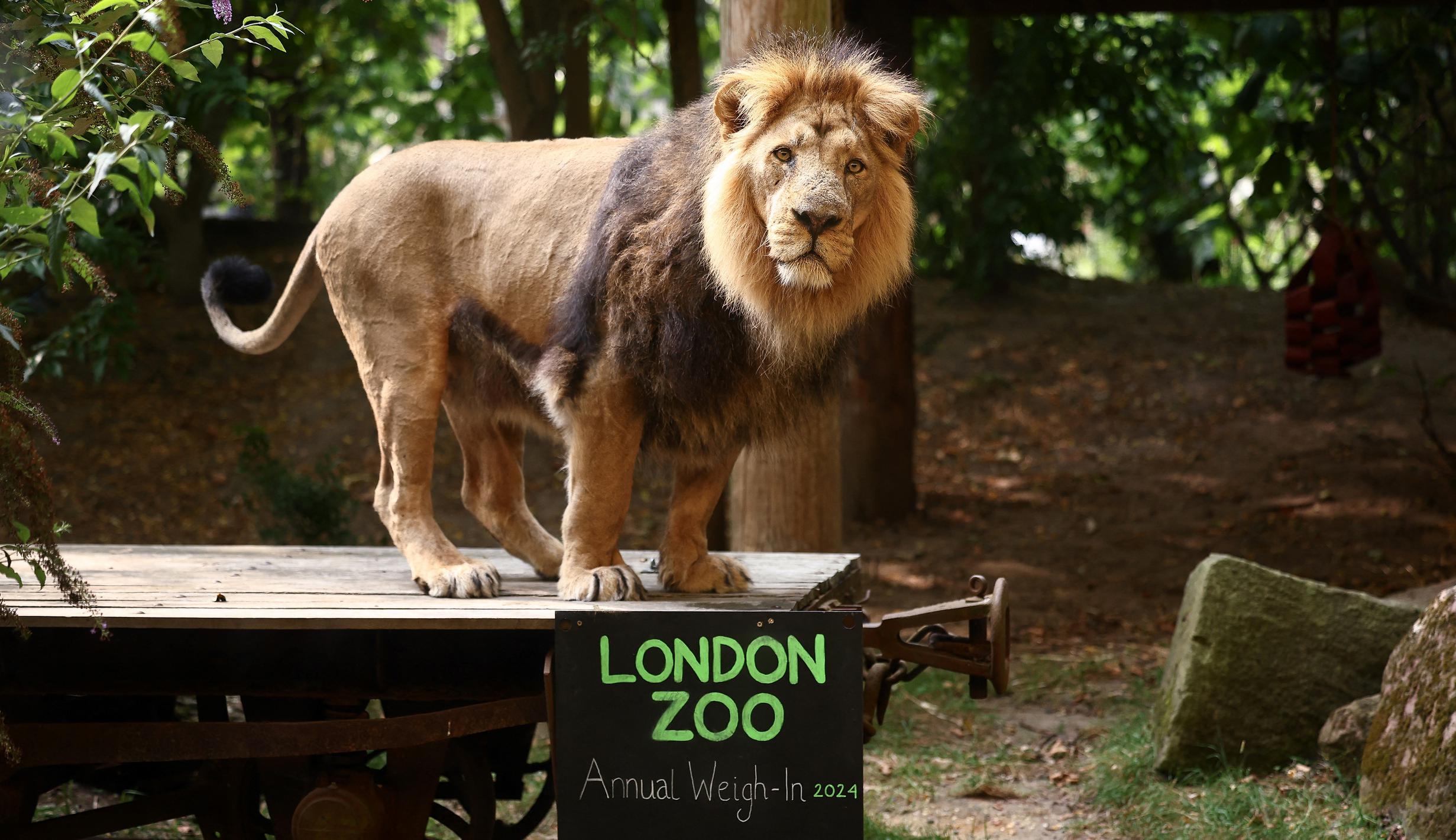 Pendataan Satwa di Kebun Binatang London