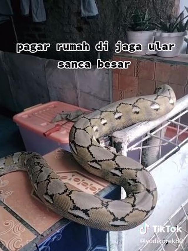 6 Potret Ular Ada di Pagar Rumah Ini Bikin Syok, Dikira Patung