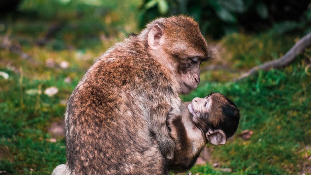 Viral, 2 Ekor Monyet di Mini Zoo Bogor Diduga Mati Kelaparan - News ...