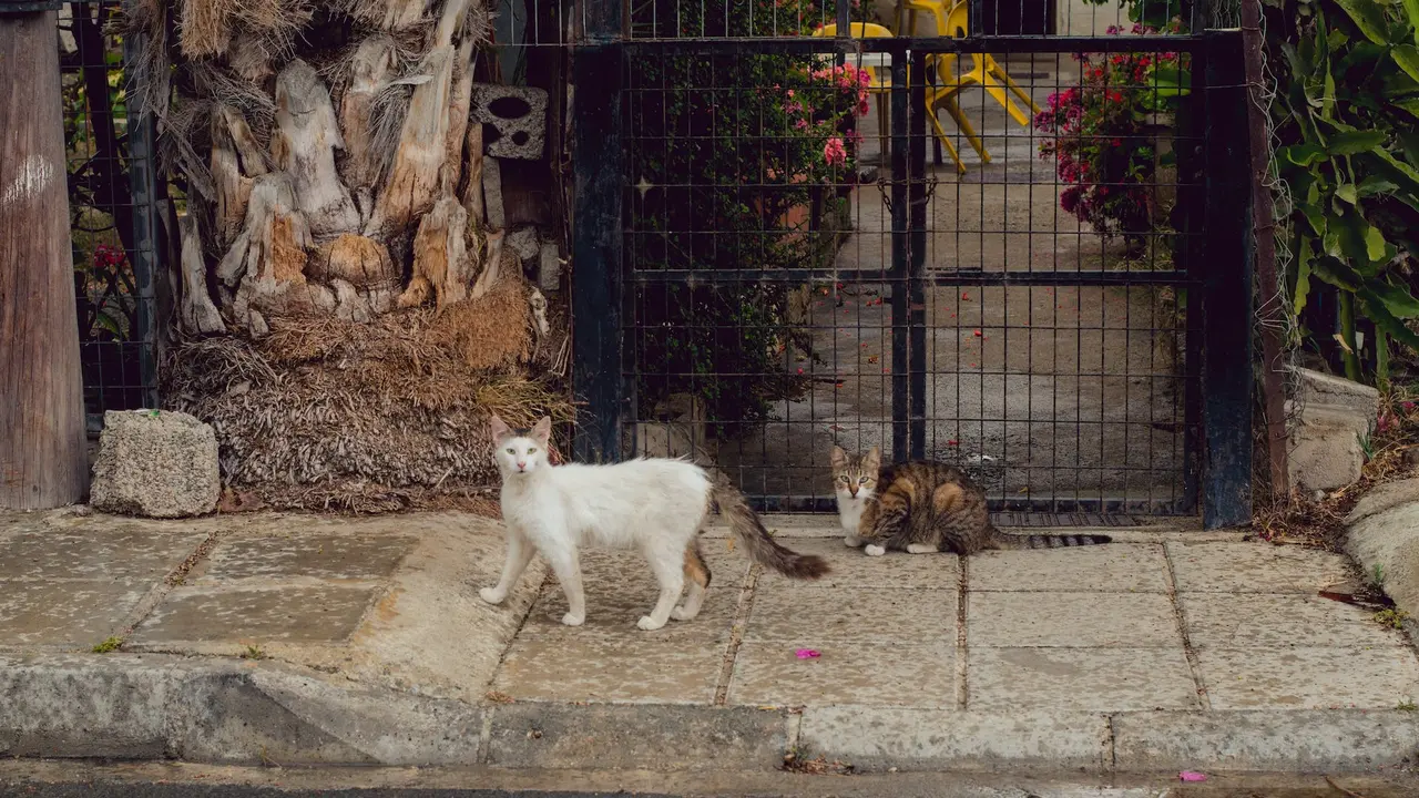8 Cara Menata Tanaman di Pinggir Pagar agar Kucing Liar Tidak Lagi ...