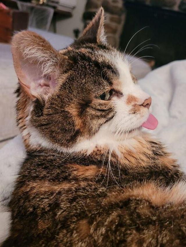 6 Ekspresi Kucing Menjulurkan Lidah Bak Mengejek Ini Bikin Gemas - Hot ...