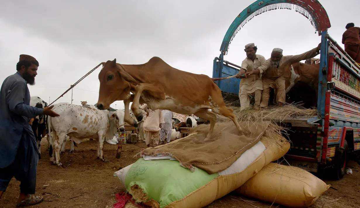 FOTO: Kambing Hingga Unta Tersedia di Pasar Ternak Pakistan Jelang Idul ...