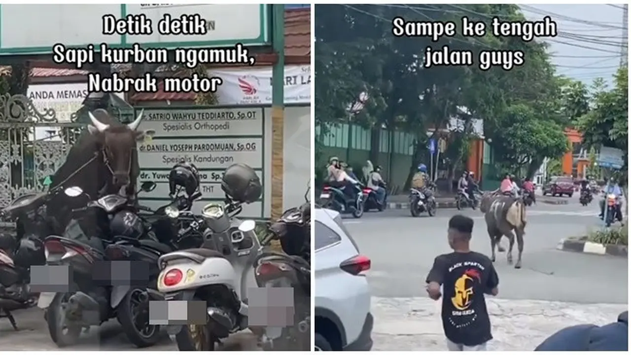 Viral Sapi Kurban Ngamuk Sampai Tabrak Motor yang Diparkir, Bikin Heboh ...
