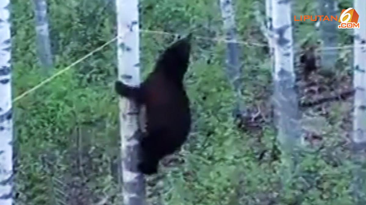 [VIDEO] Akrobatik Beruang-Serunya Kompetisi Ice Cross - Global Liputan6.com