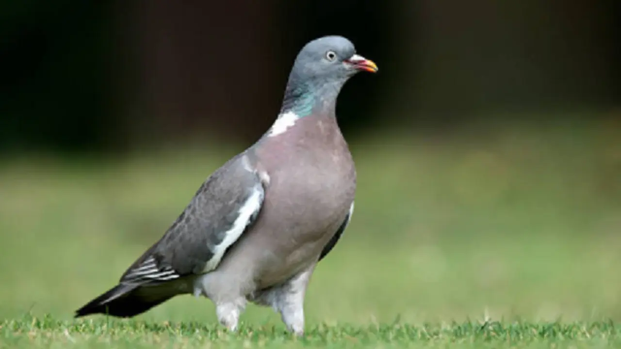 Terjual Rp 26,8 Miliar, Merpati Balap Asal Belgia Catat Rekor Termahal ...