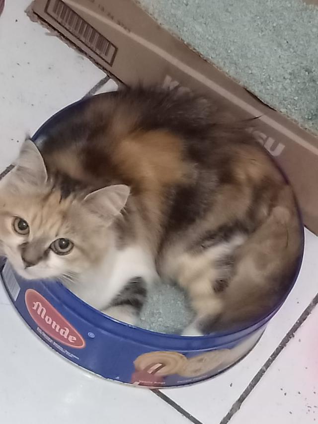 Efek Gemas, Ini 6 Kelakuan Nyeleneh Pemilik Kucing ke Peliharaannya ...