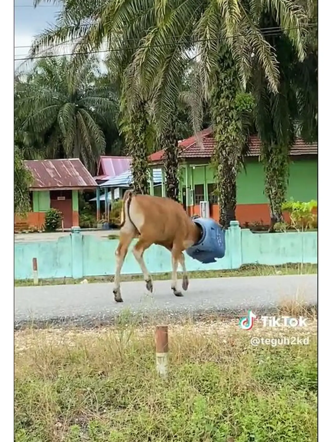 Viral Sapi Berlari Panik karena Kepala Nyangkut Tong, Magrib Baru Bisa ...