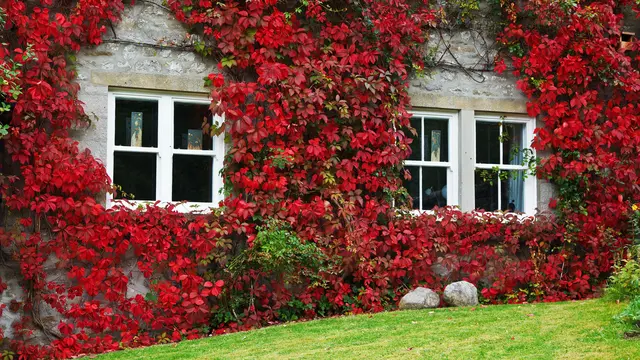 10 Tanaman Rambat Hias untuk Pagar dan Dinding, Percantik Eksterior ...