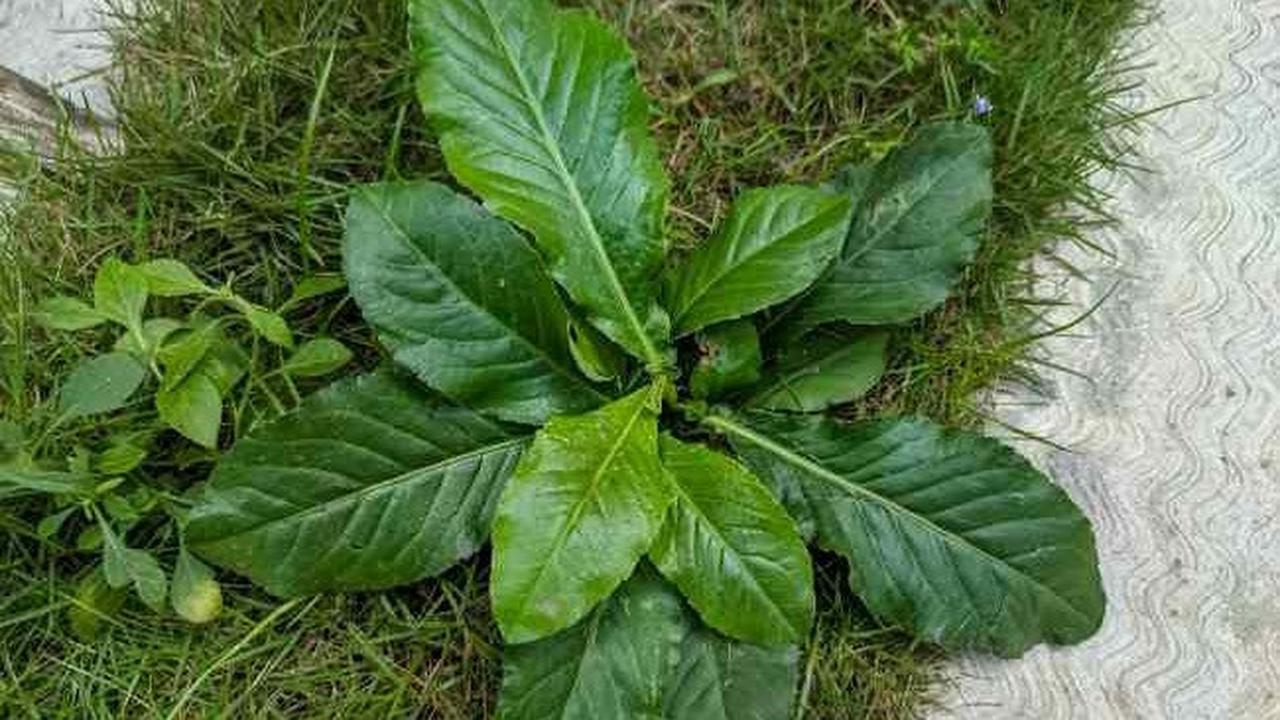 7 Manfaat Tapak Liman, Rerumputan Liar yang Khasiatnya Tak Main-Main