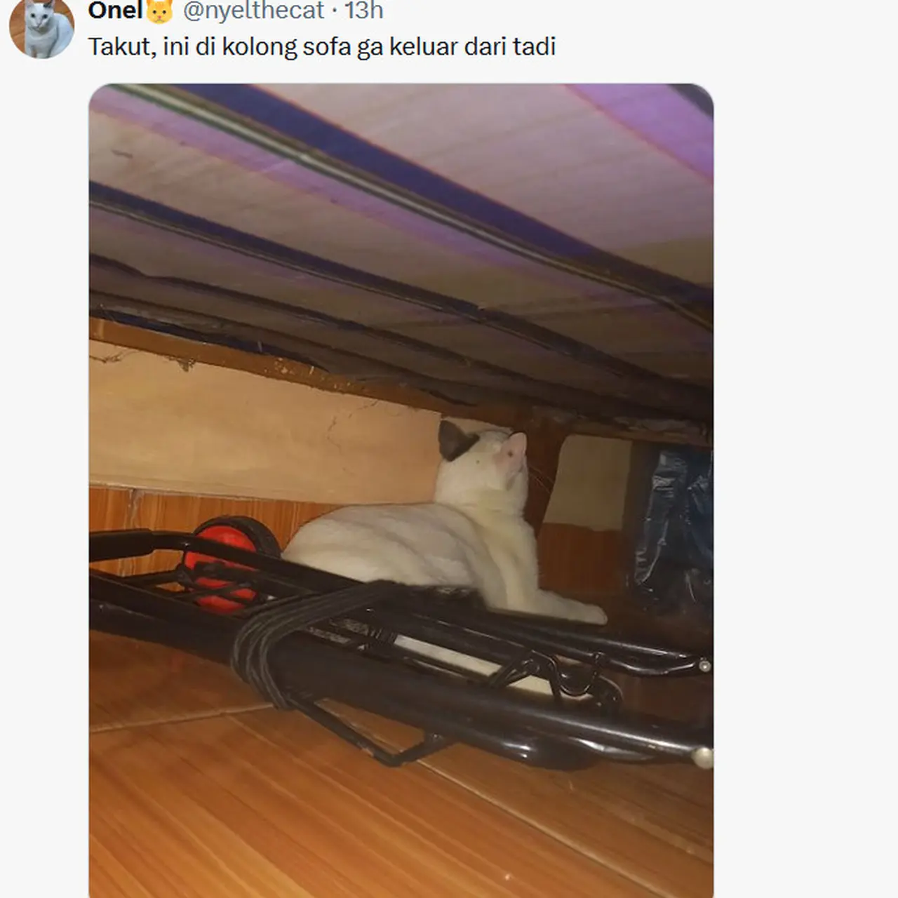 6 Potret Kucing Sembunyi Takut Dengar Kembang Api Ini Bikin Kasihan ...