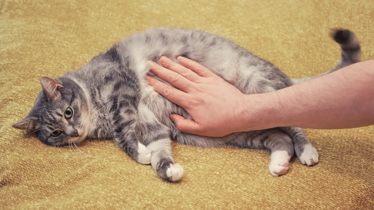 Apa Itu 'Hairball' pada Kucing dan Bagaimana Cara Penanganannya ...