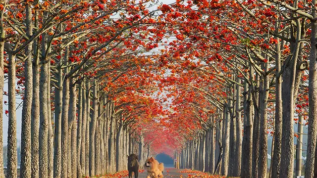 7 Jalan di Dunia yang Dikelilingi Rangkaian Bunga dan Pepohonan ...