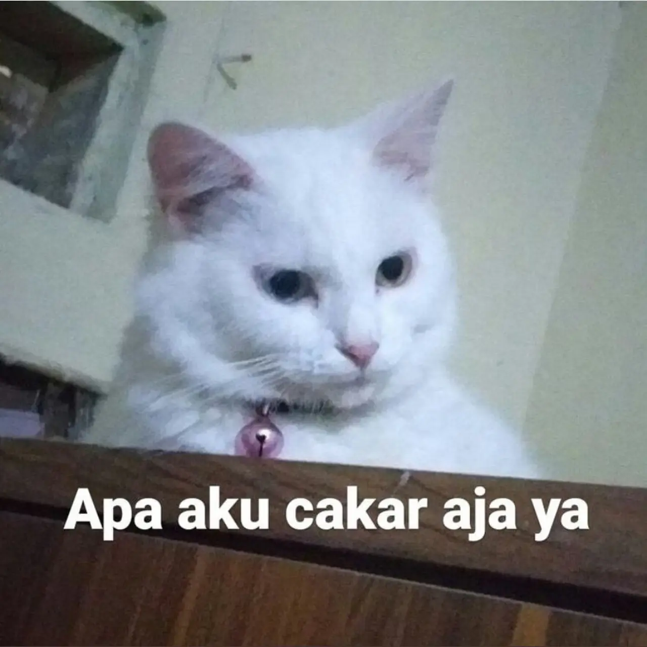 6 Meme Kucing Gambarkan Ekspresi Kesal Ini Bikin Gemas, Enggak Jadi ...