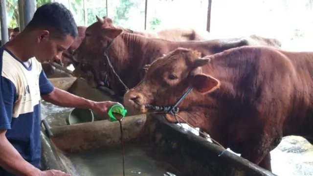 Usaha Membuat Produk Alternatif Tambahan Nutrisi Pakan Ternak ...