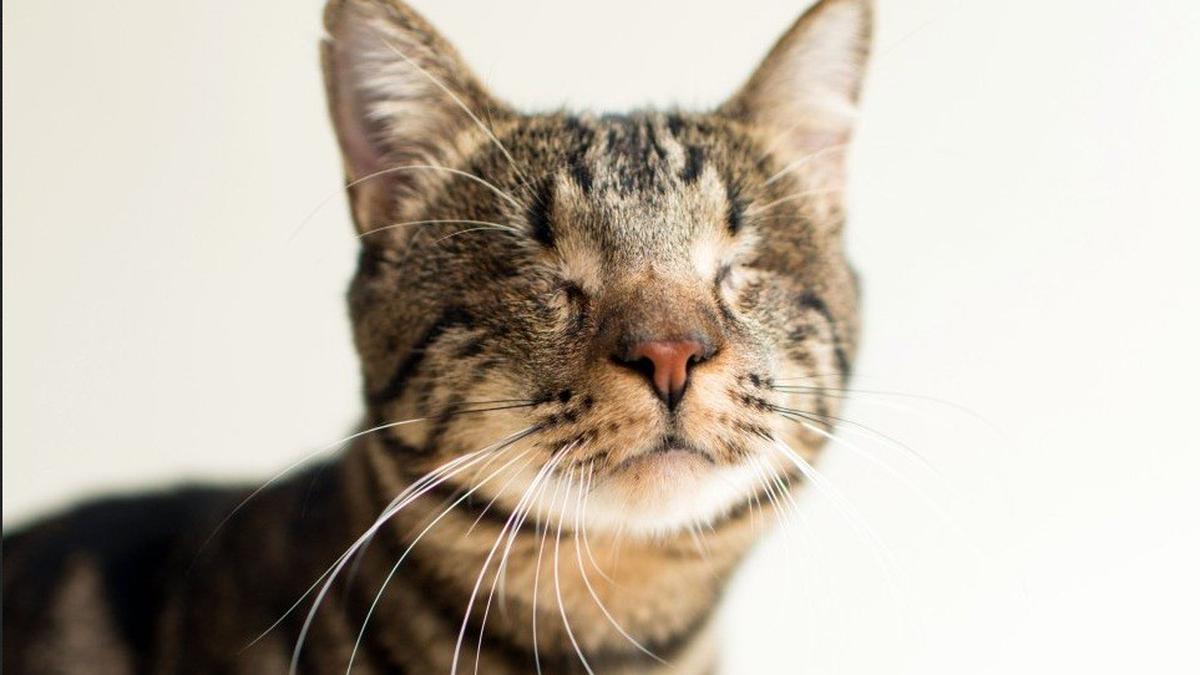 Fotografer Bidik Pose Haru dan Menggemaskan Kucing-kucing Buta - Health ...