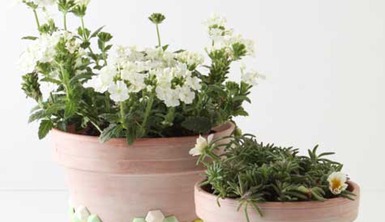 Ragam Pot Cantik yang Bisa Memperindah Ruanganmu - Page 1 - Photo ...