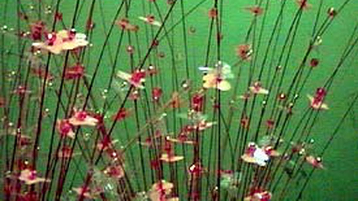 Bunga Cinta Berbahan Lidi - News Liputan6.com