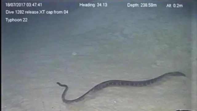Ilmuwan Kaget, Ular Laut Ini Bisa Menyelam di Kedalaman 246 Meter ...