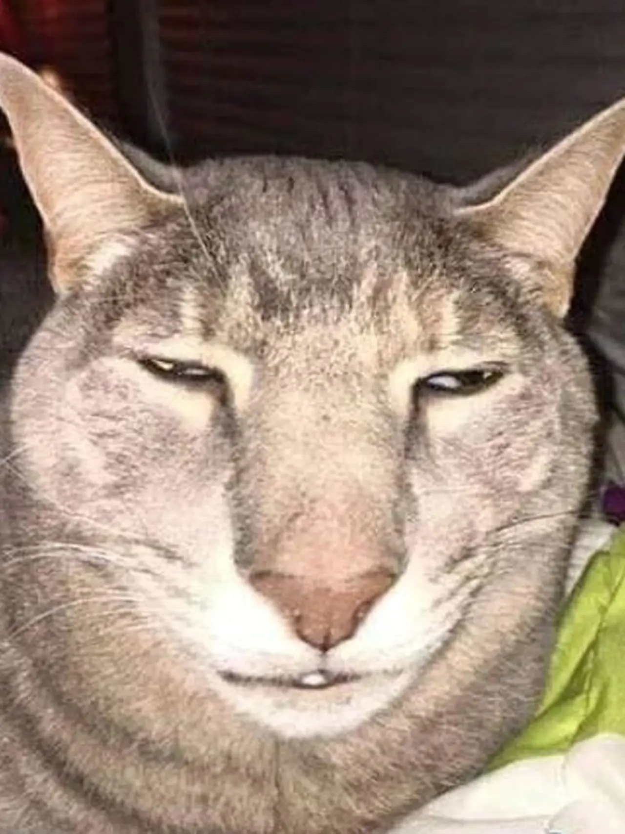 6 Pose Selfie Kucing Ini Bikin Gemes, Ekspresinya Lucu - Hot Liputan6.com