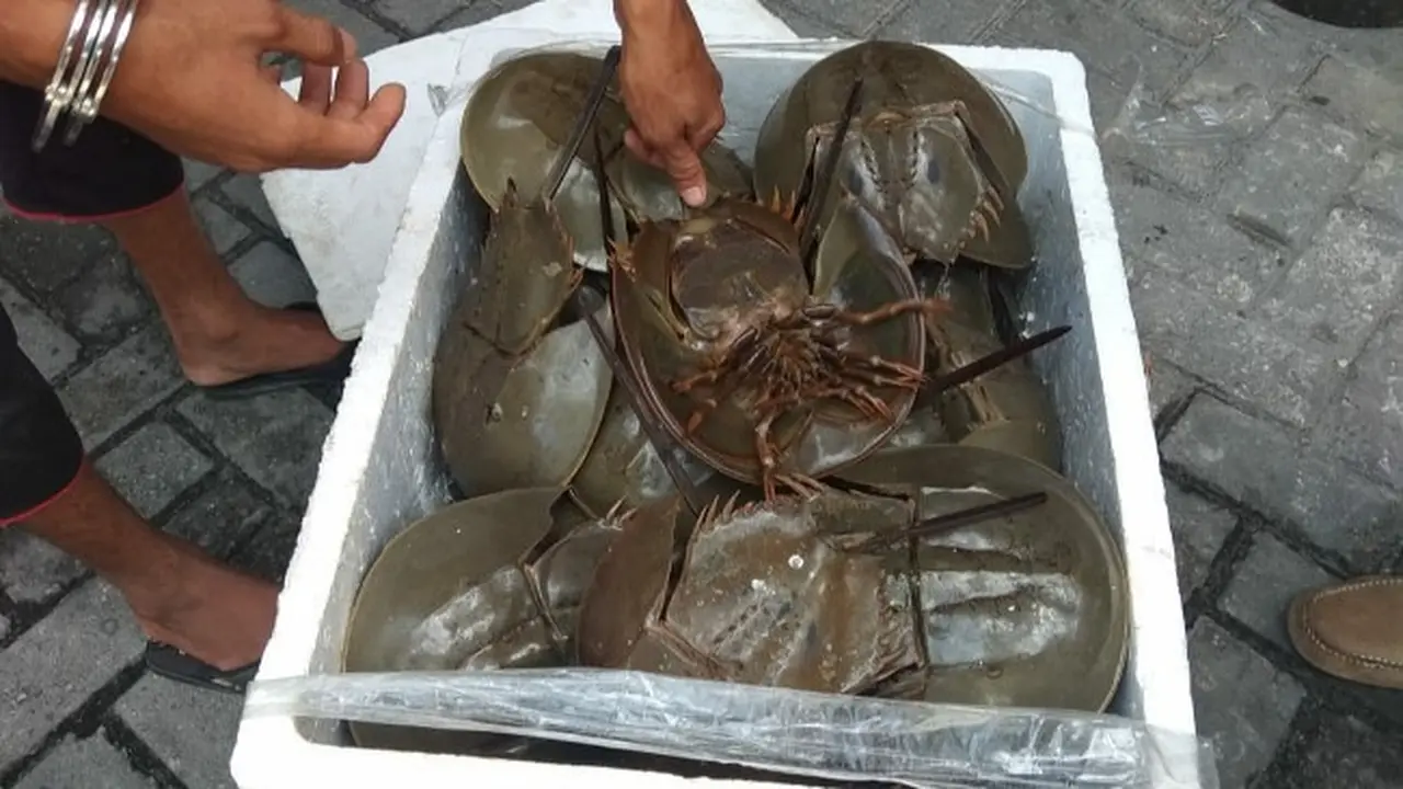 Mengenal Kepiting Tapal Kuda, Hewan Purba dengan Darah Biru yang ...