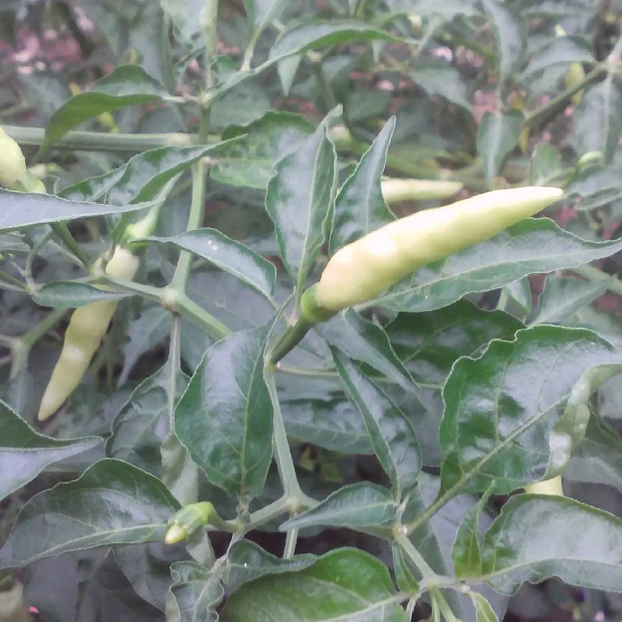 6 Jenis Cabai Khas Indonesia, Cek Karakteristik dan Fungsinya ...