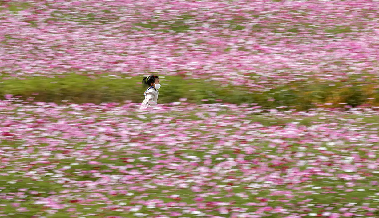 FOTO: Berwisata di Ladang Bunga Cosmos di Korsel - Foto Liputan6.com