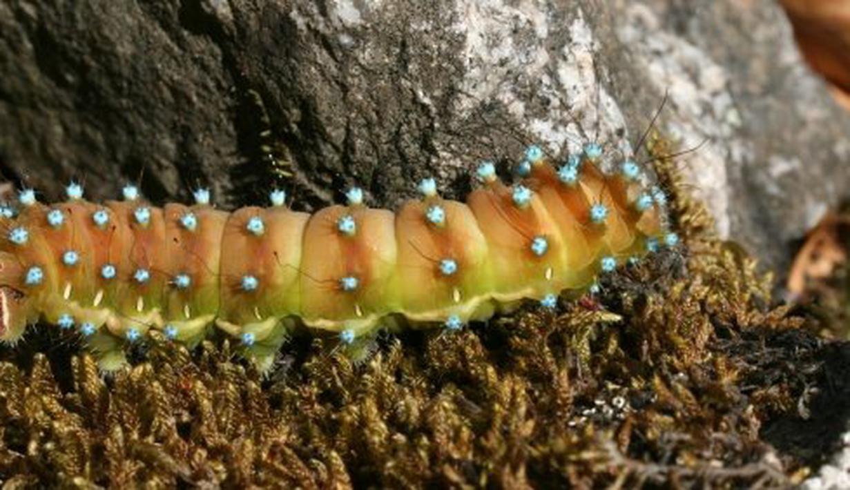 10 Foto Ulat Bulu Tercantik di Dunia - Photo Fimela.com